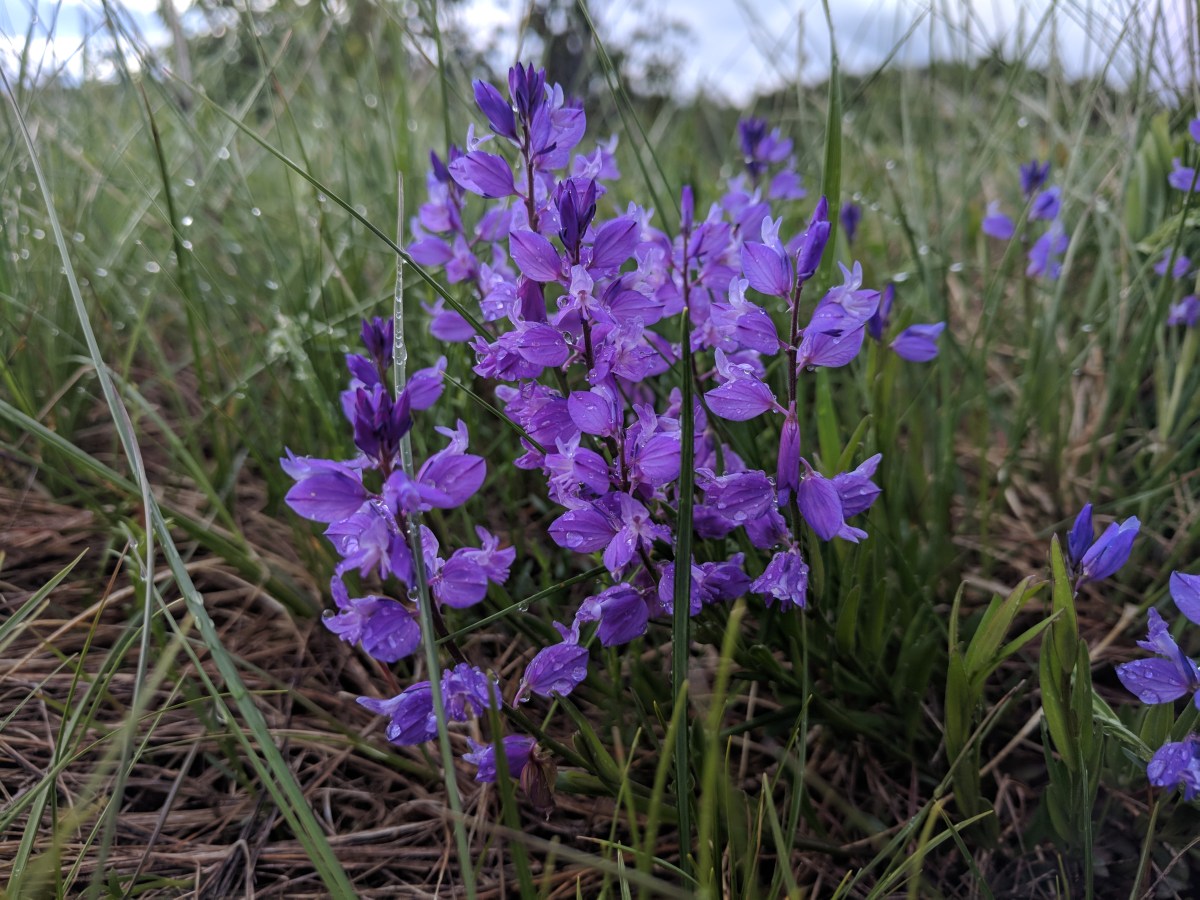 Day 6: Sviščaki Lodge to Trnovska Bajta | bushnuts